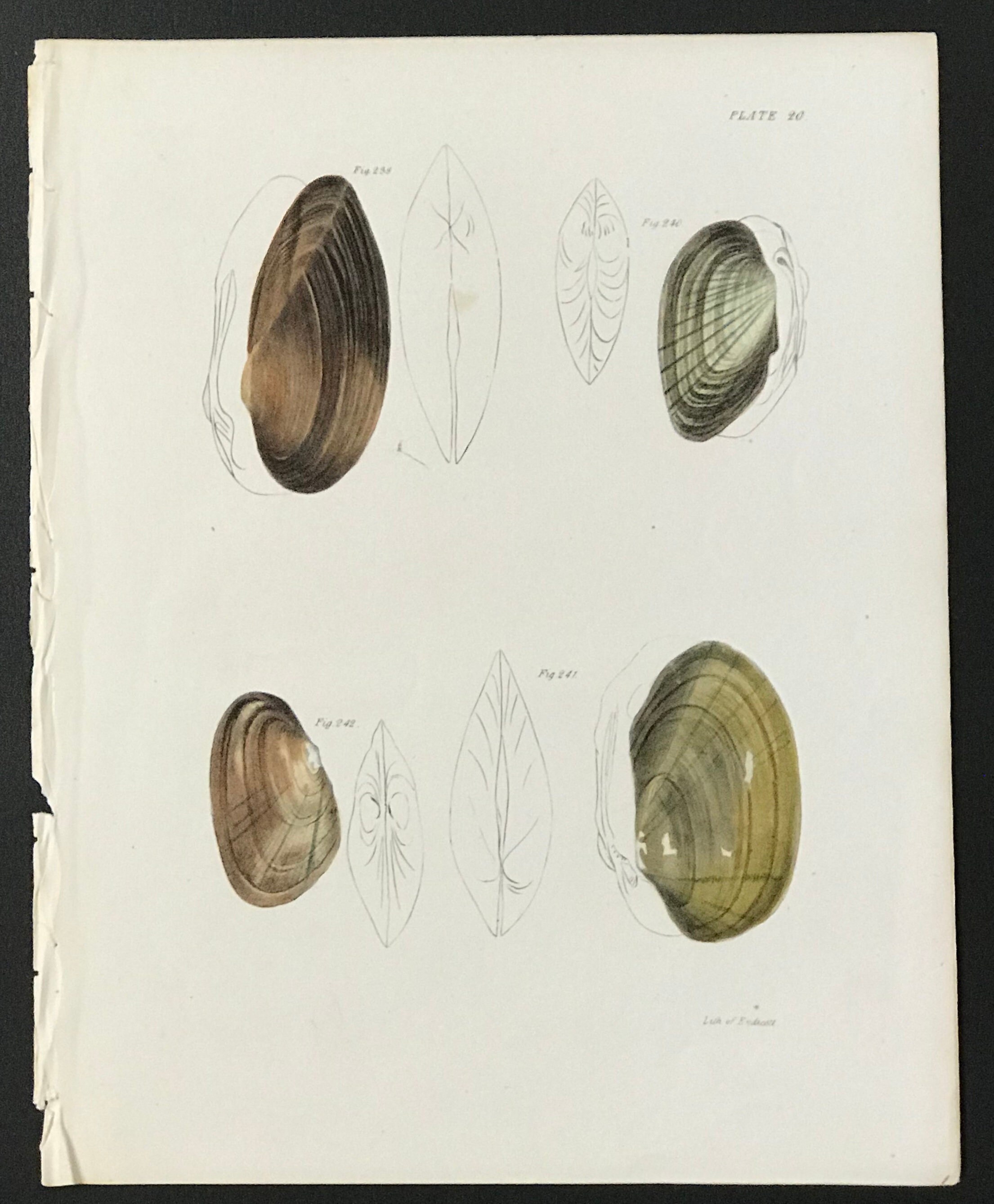 Prints Lithographs James DeKay c 1843 Shells Hand-colored lithograph ...