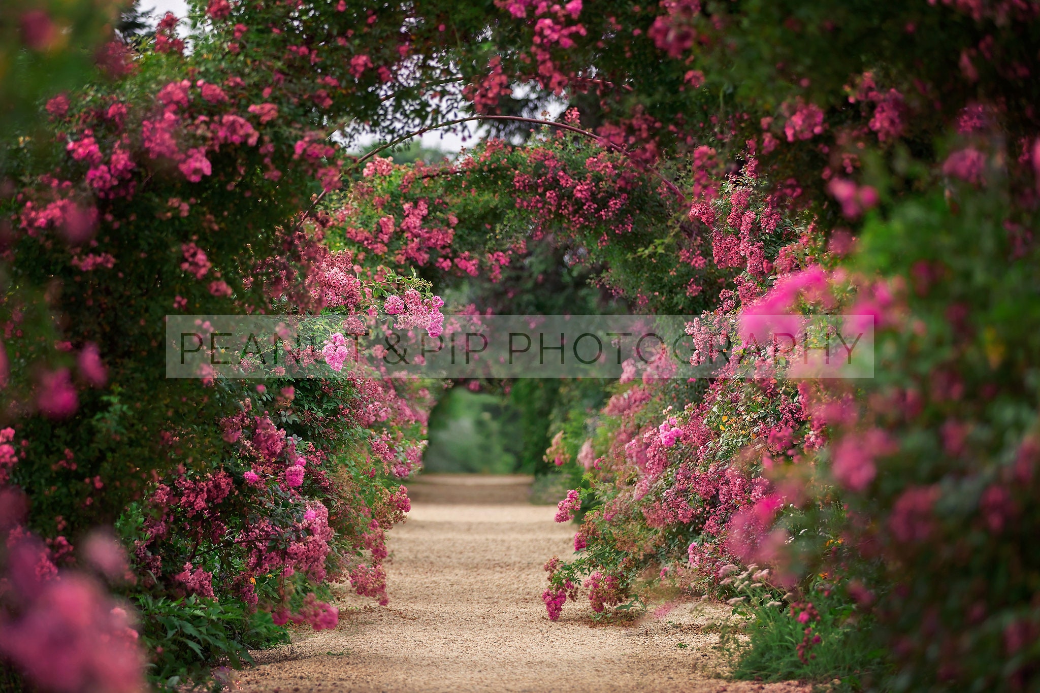 Rose Arch Path Digital Background - Etsy