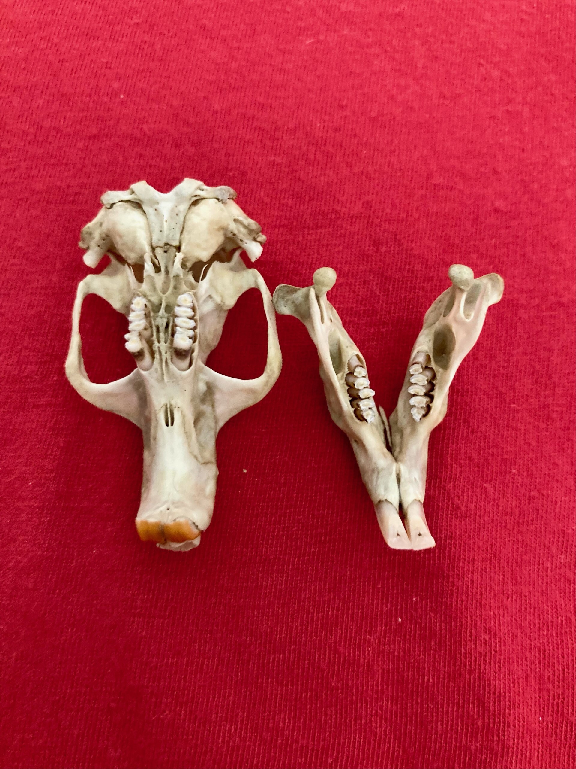 Pocket Gopher Skull - Etsy