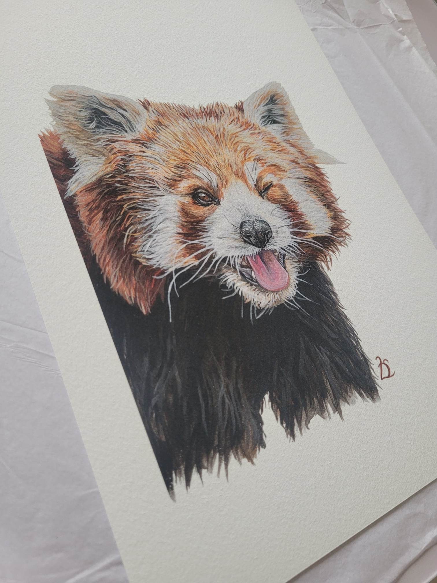 Red Panda Unmounted Print 8x12inch Gift for Red Panda Fans - Etsy Australia
