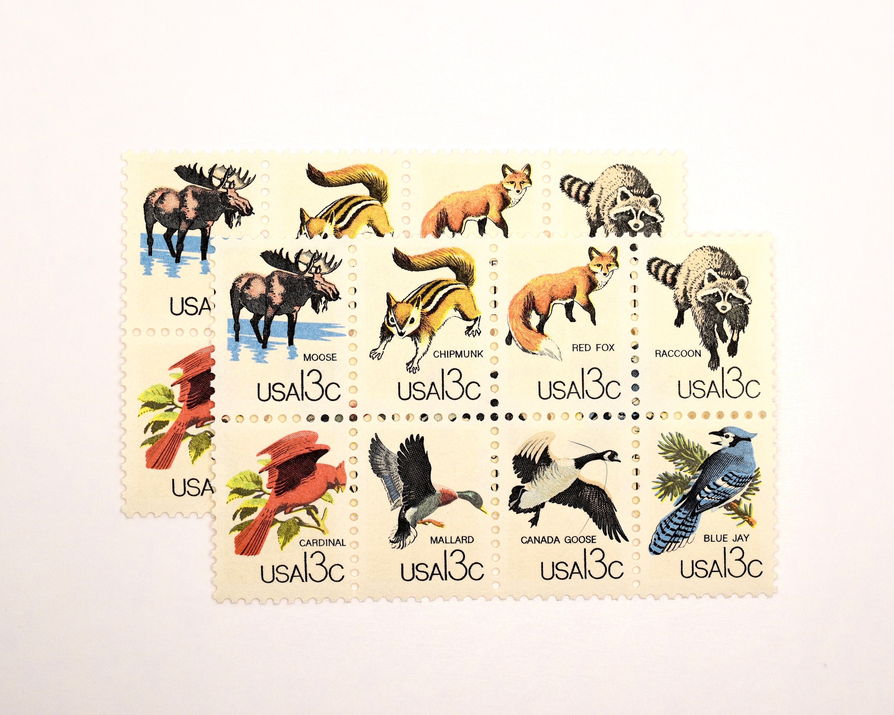 Raccoon And Blue Jay