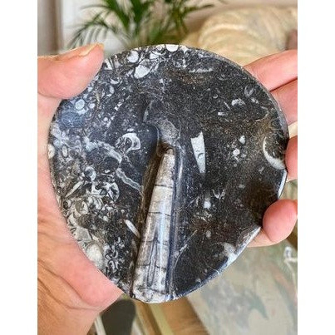 Orthoceras Fossil Carved Bowl 4.5" X 4.2" #M91 Sale - Etsy