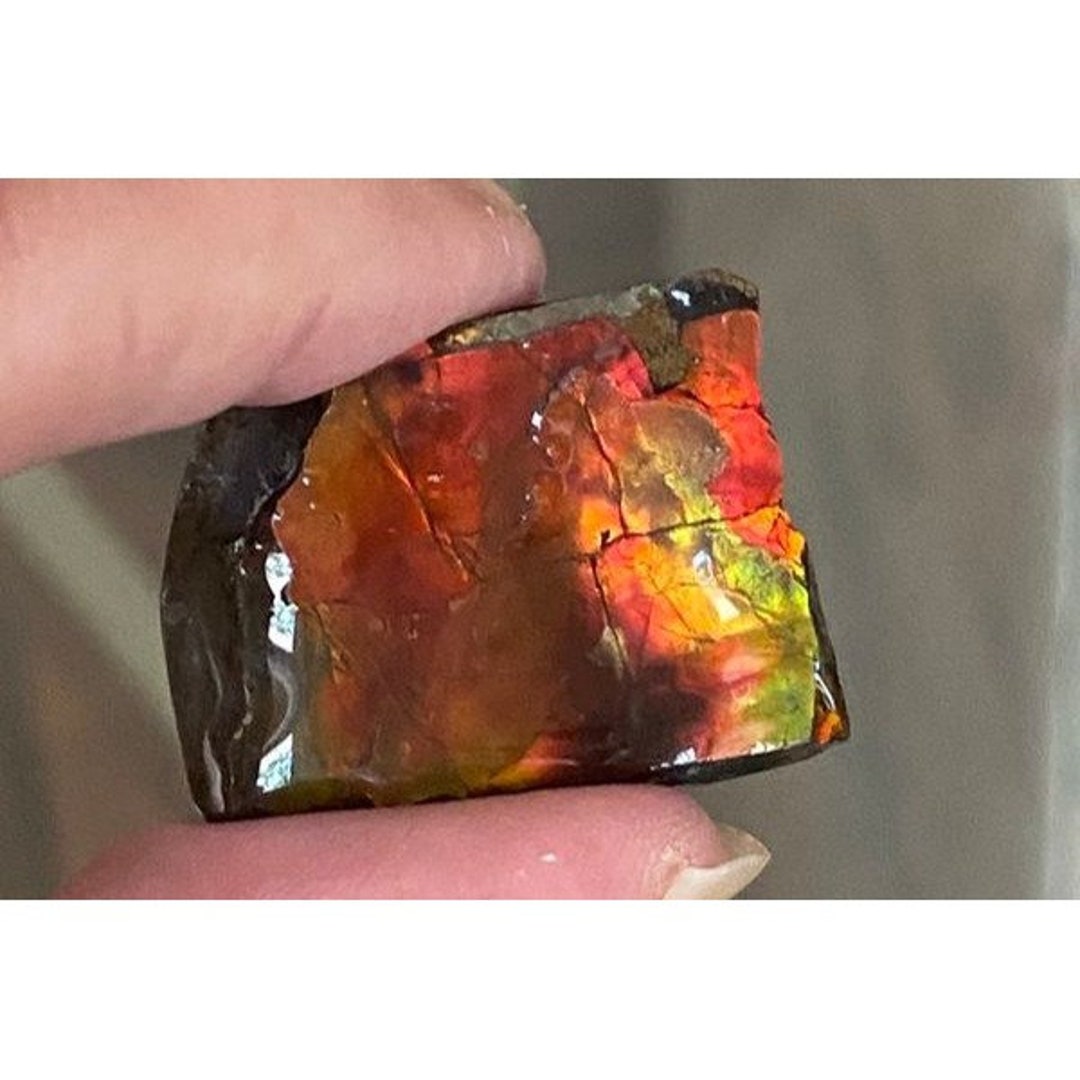 Ammolite Polished Fossil Specimen 1.1" X 3/4" #7 - Etsy