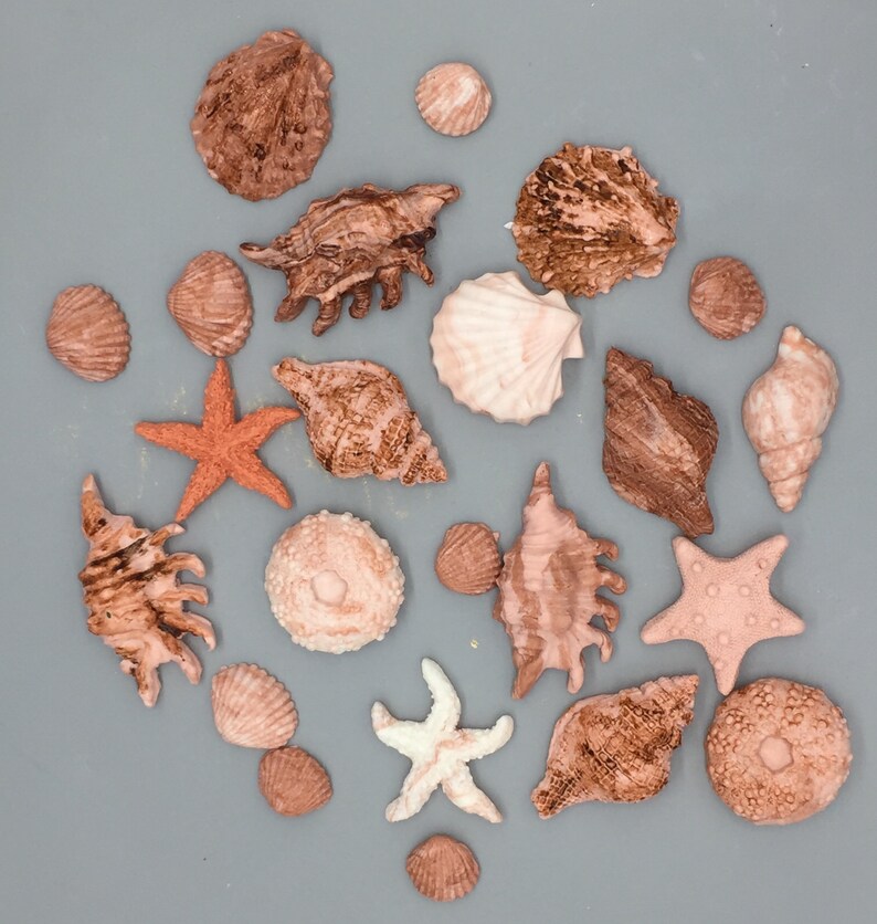 Edible, Fondant Large Sea Shell Set - Etsy