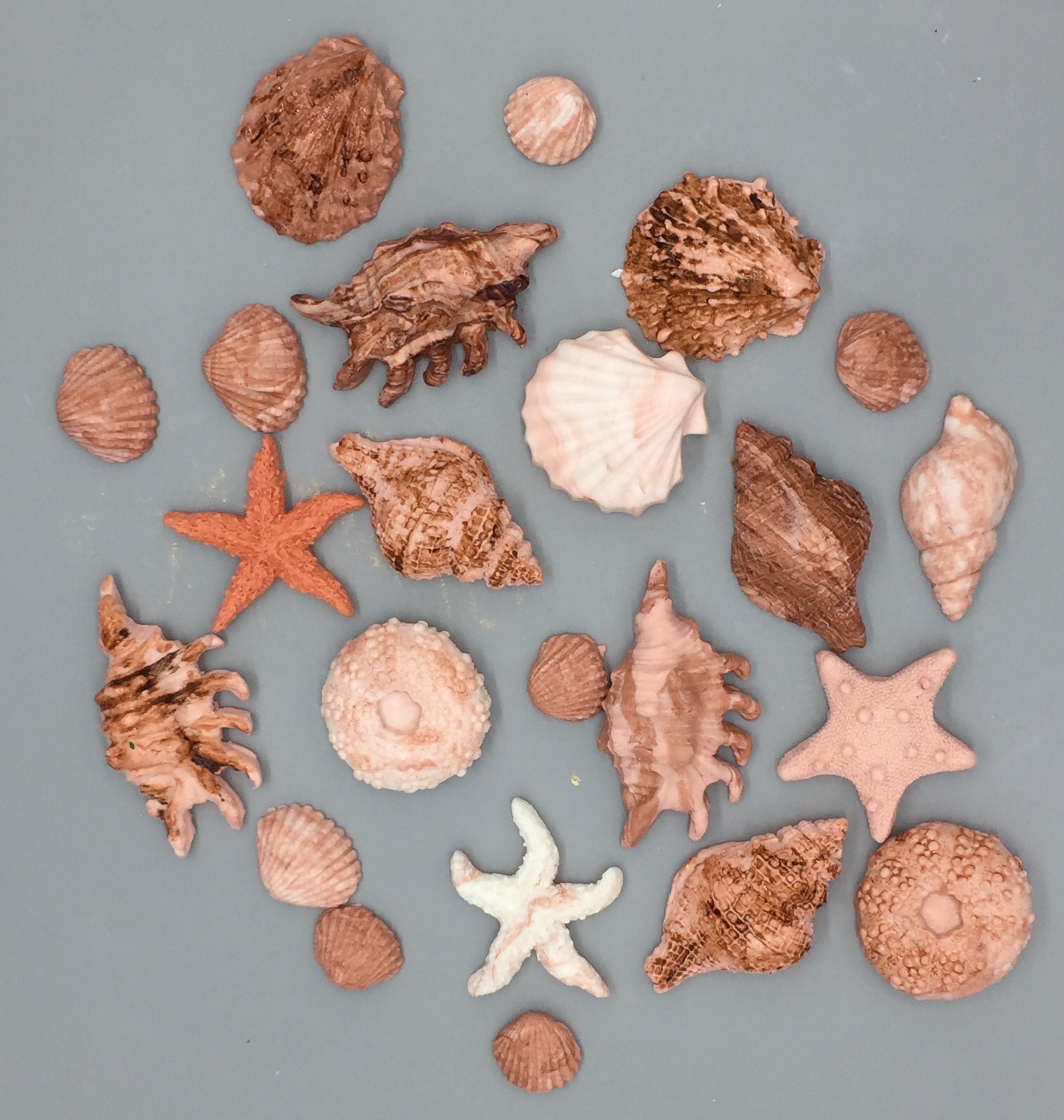 Edible, Fondant Large Sea Shell Set - Etsy