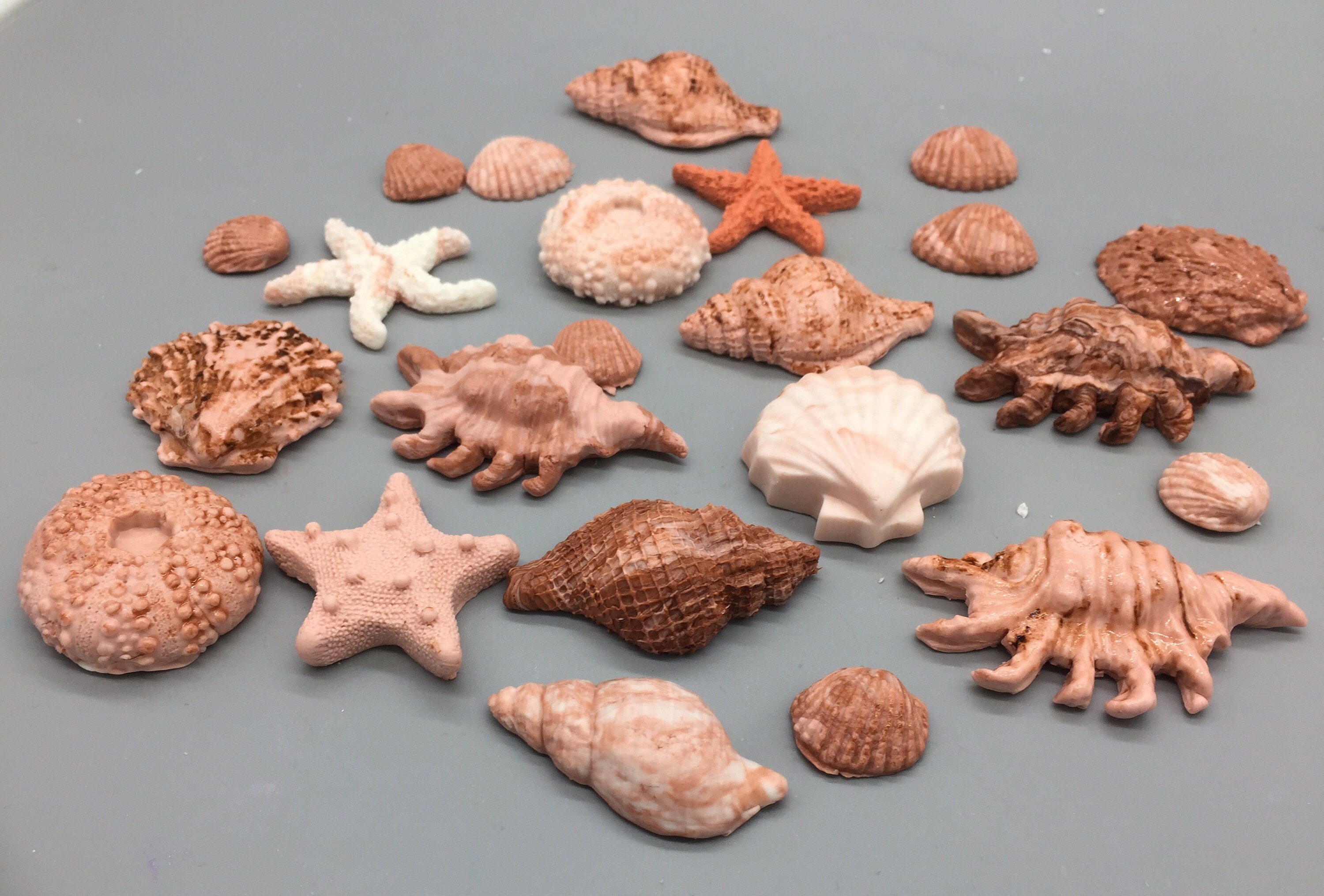 Edible, Fondant Large Sea Shell Set - Etsy