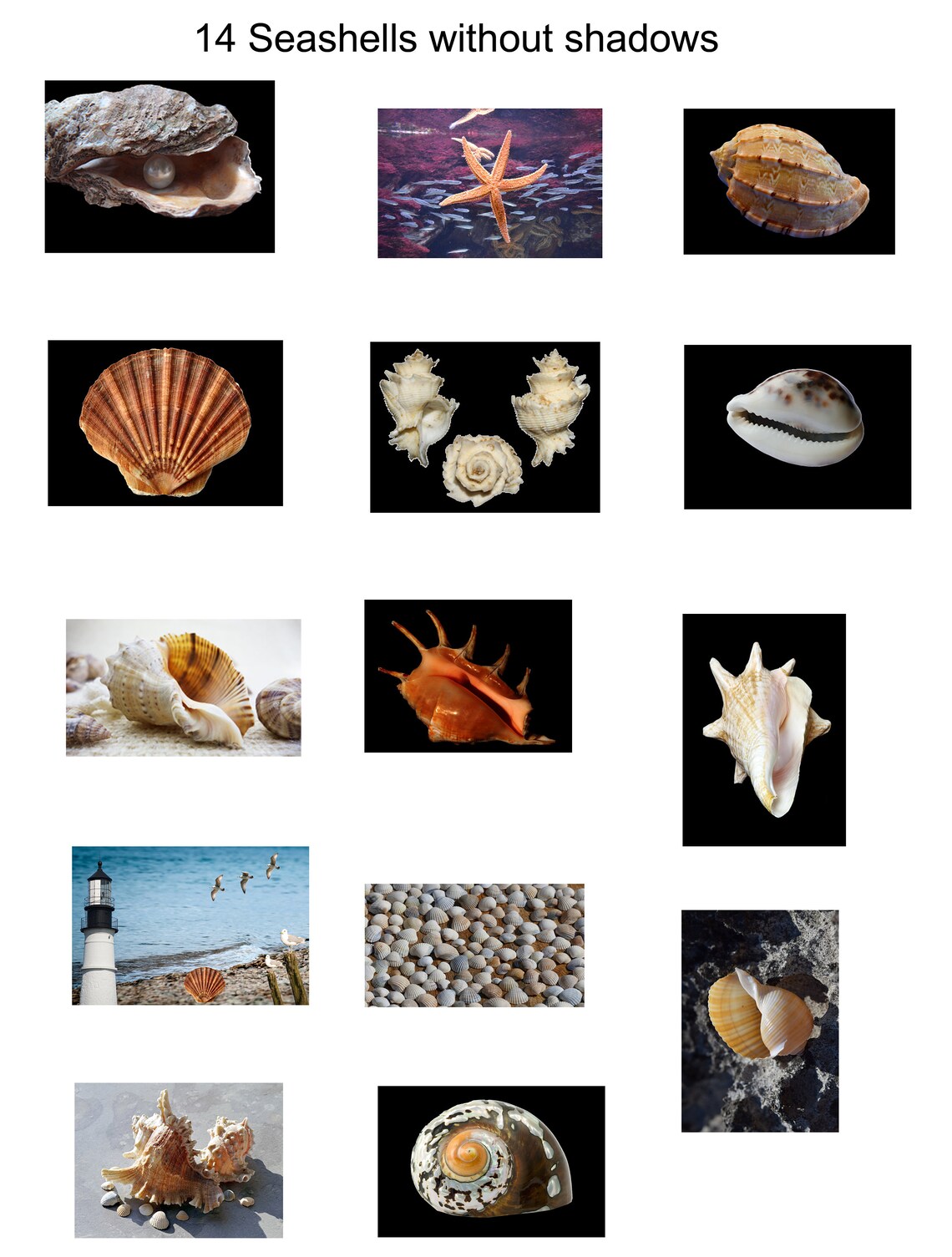 14 Seashell Stickers Printable Laptop iPhone Stickers Planner Stickers ...