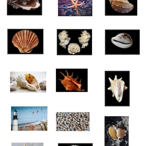 14 Seashell Stickers Printable Laptop iPhone Stickers Planner Stickers ...