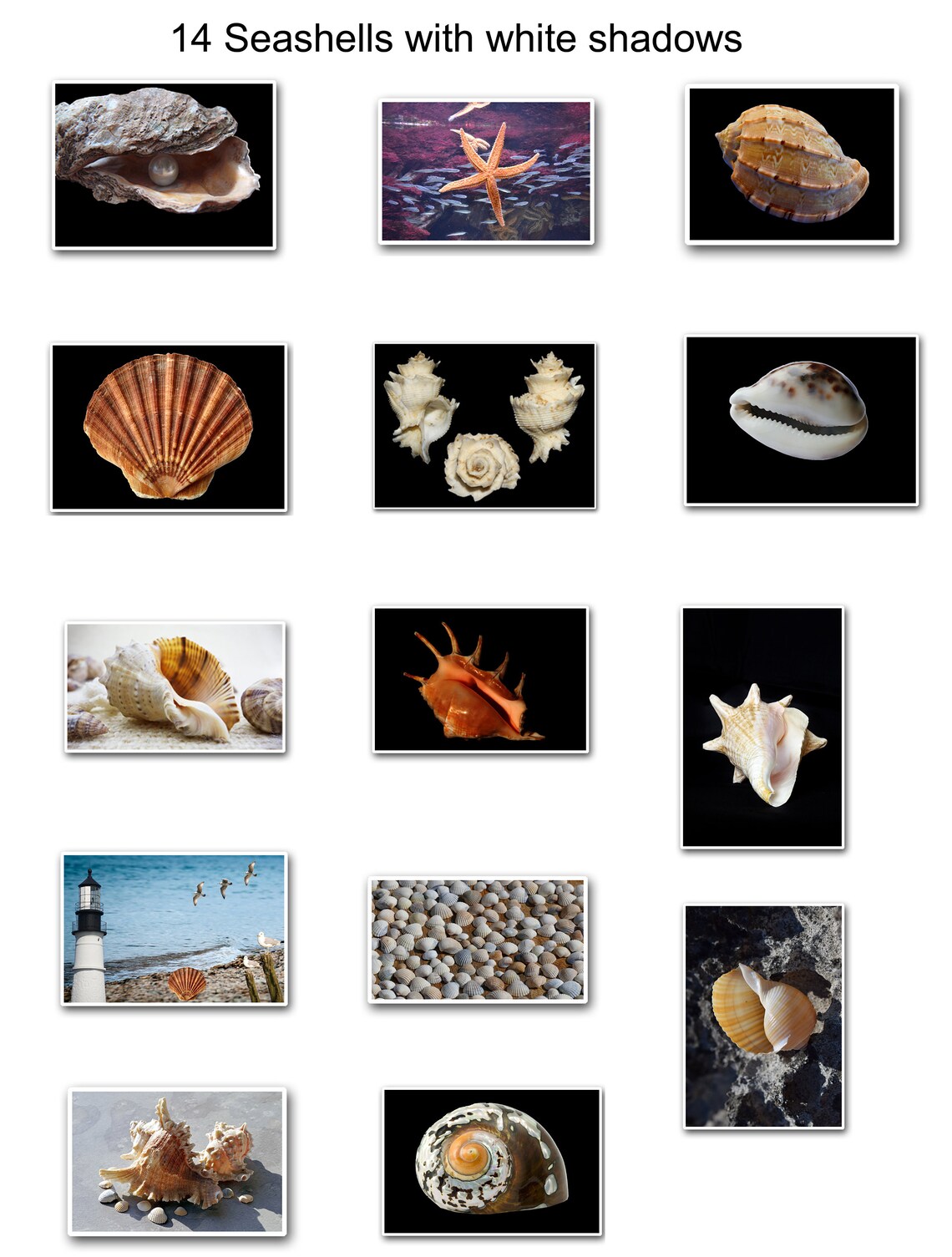 14 Seashell Stickers Printable Laptop iPhone Stickers Planner Stickers ...