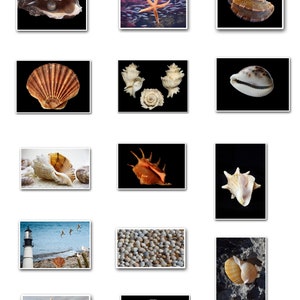 14 Seashell Stickers Printable Laptop iPhone Stickers Planner Stickers ...