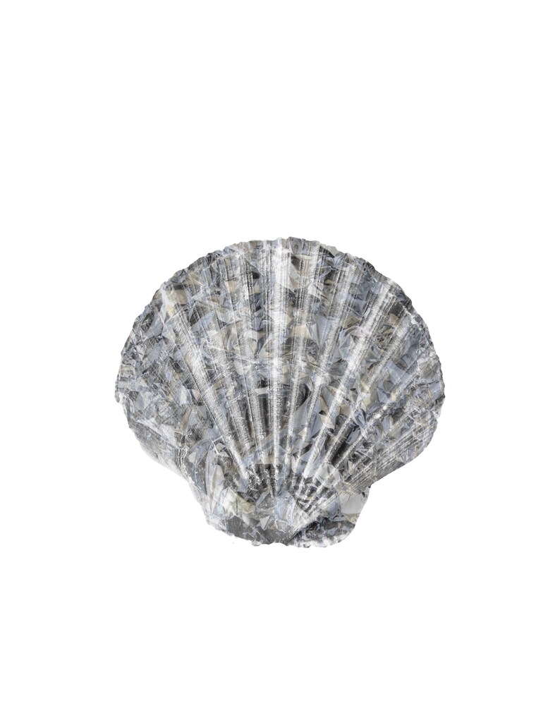 Printable Black and Gold Seashell Wall Art Room Decor Commercial and ...