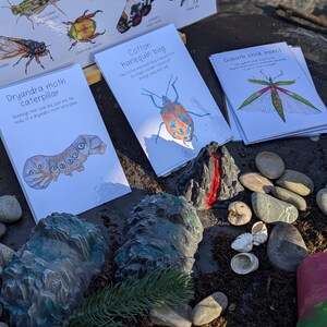 Australian Native Bugs and Insects Flash Cards DIGITAL DOWNLOAD - Etsy