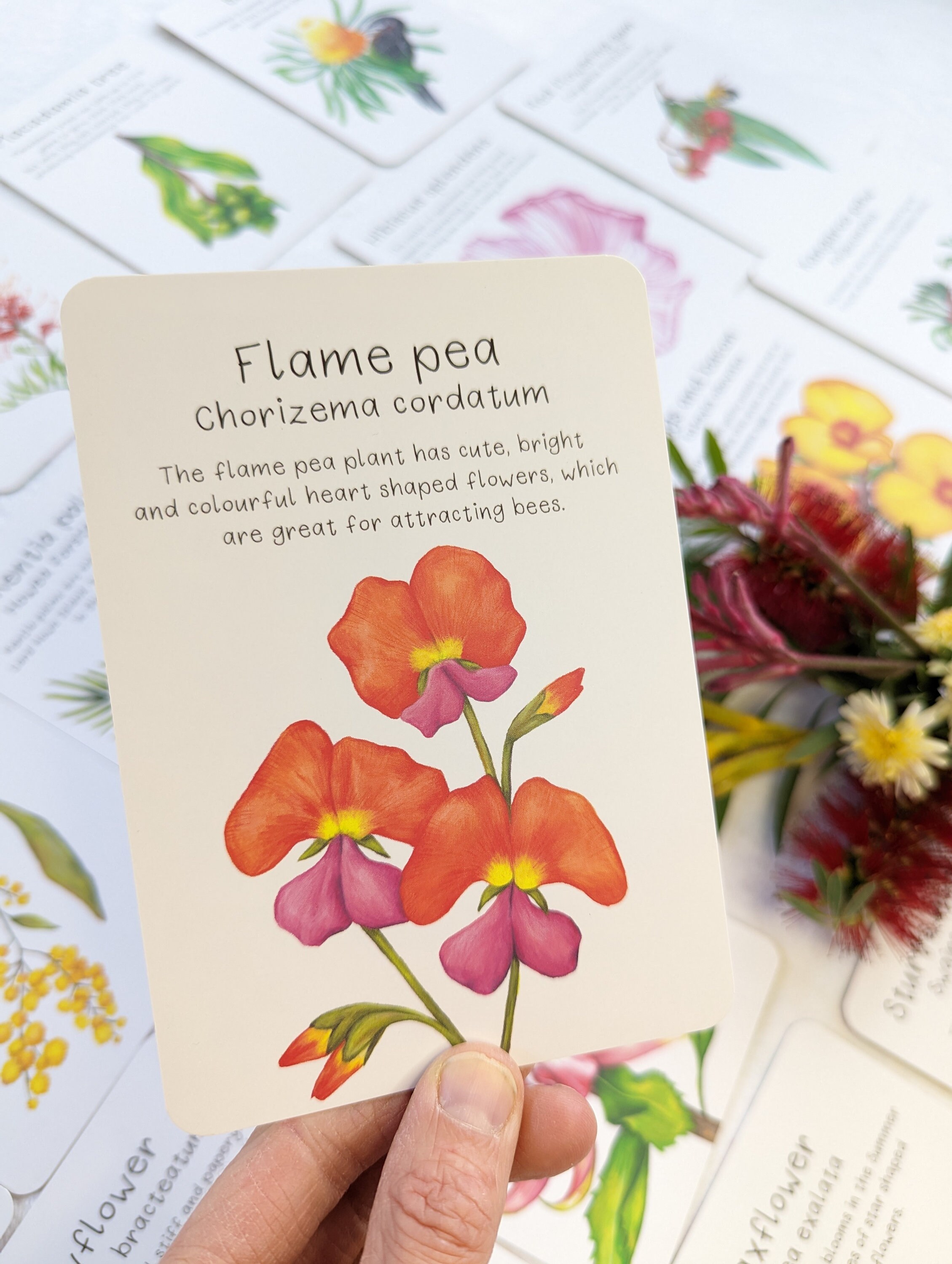 Australian Native Plant Flash Cards 20 in a Pack Fun Facts - Etsy Australia