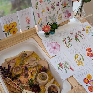 Australian Native Plants Flash Cards DIGITAL DOWNLOAD - Etsy Australia