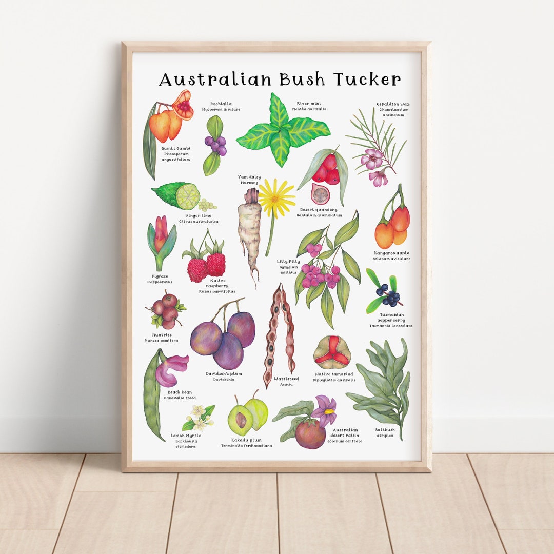 Australian Native Bush Tucker, Botanical Print, Seeds, Fruits and ...