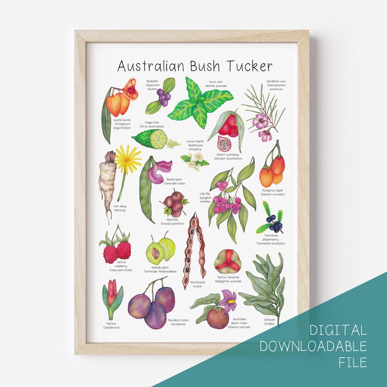 Australian Native Bush Tucker Poster DIGITAL DOWNLOAD - Etsy