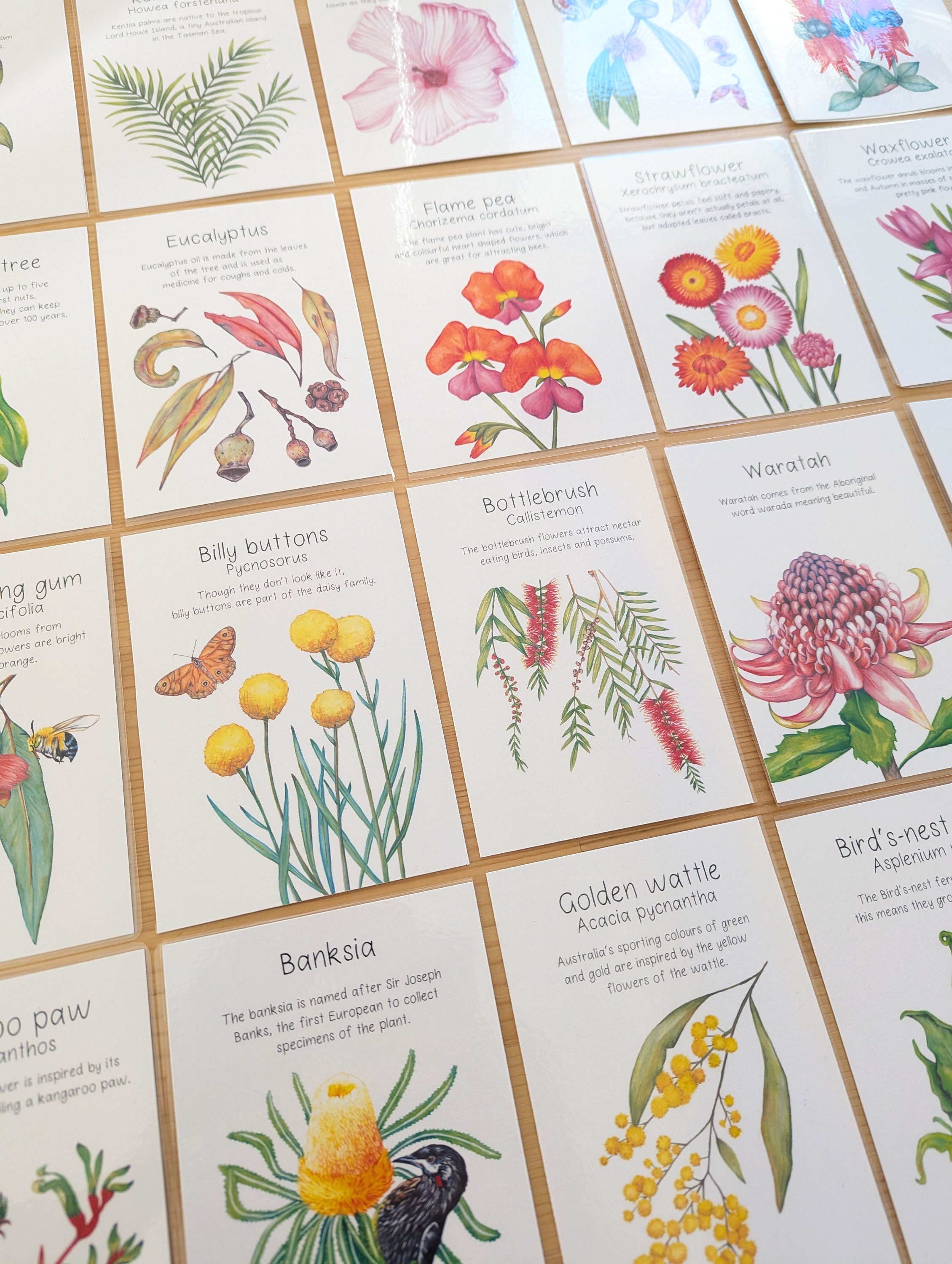 Australian Native Plants Flash Cards DIGITAL DOWNLOAD - Etsy Australia