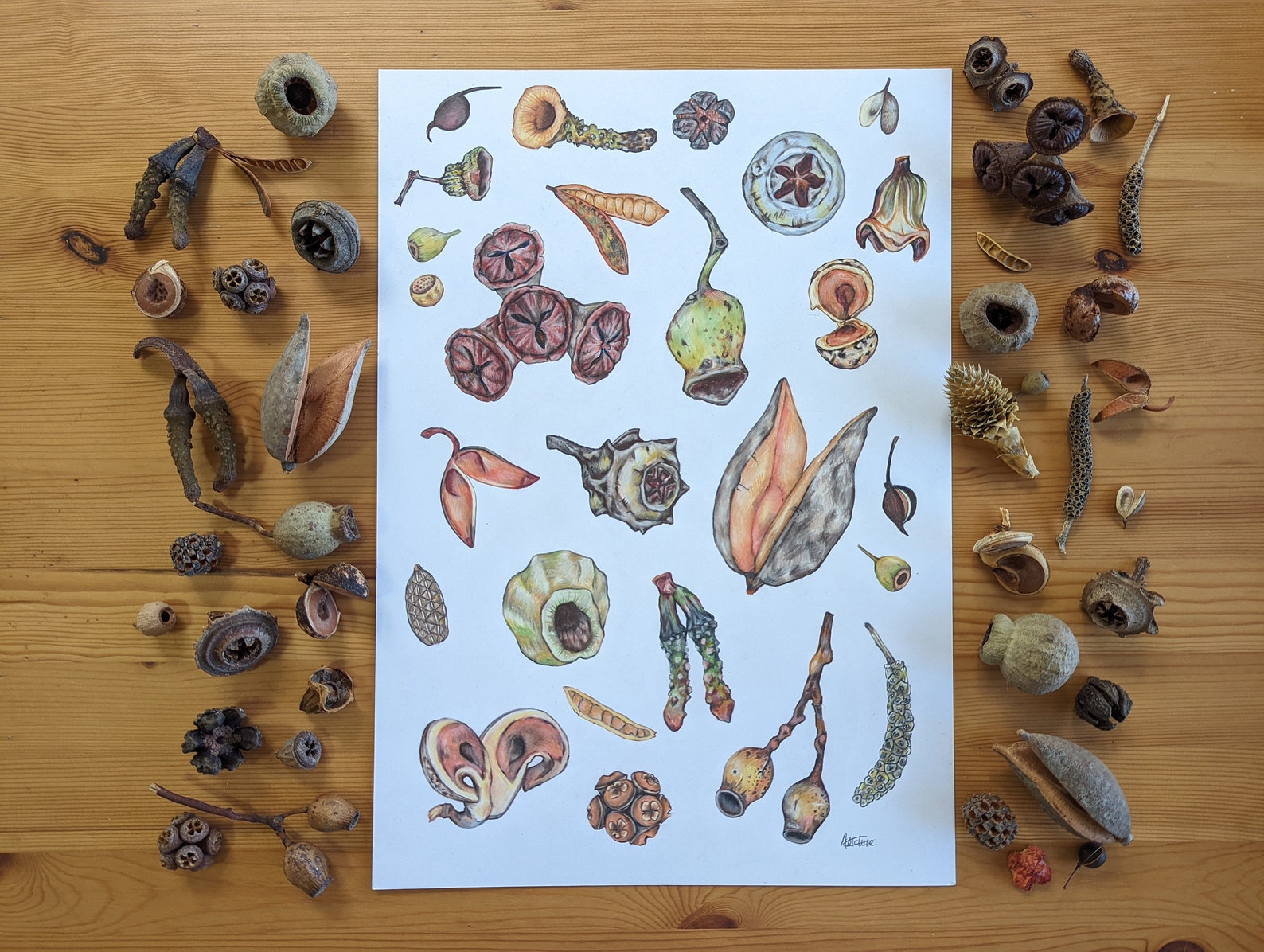 Australian Native Seed Pods Botanical Print Hand Drawn - Etsy Australia