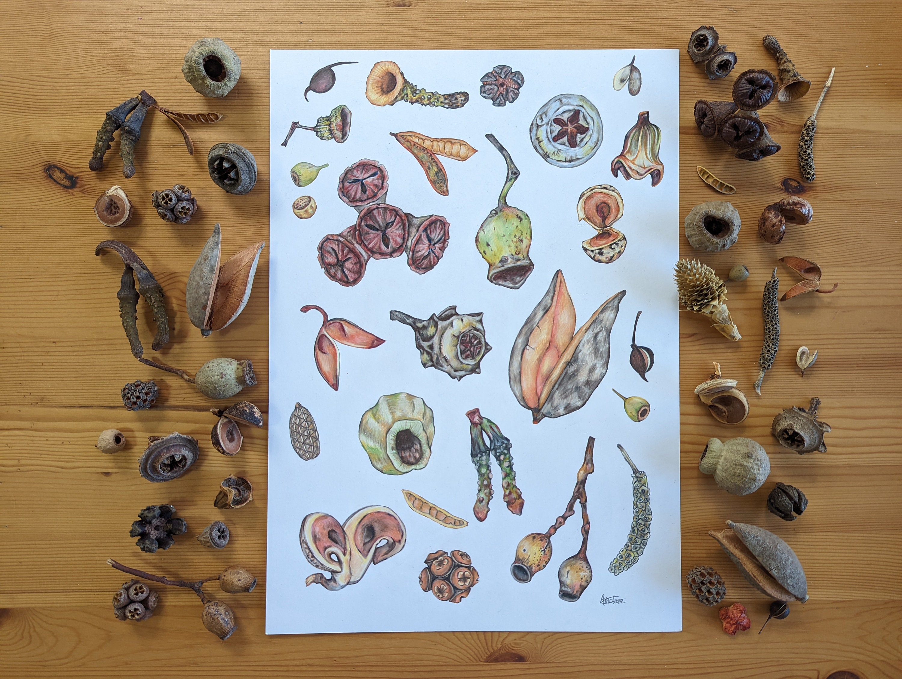 Australian Native Seed Pods Botanical Print Hand Drawn - Etsy Australia