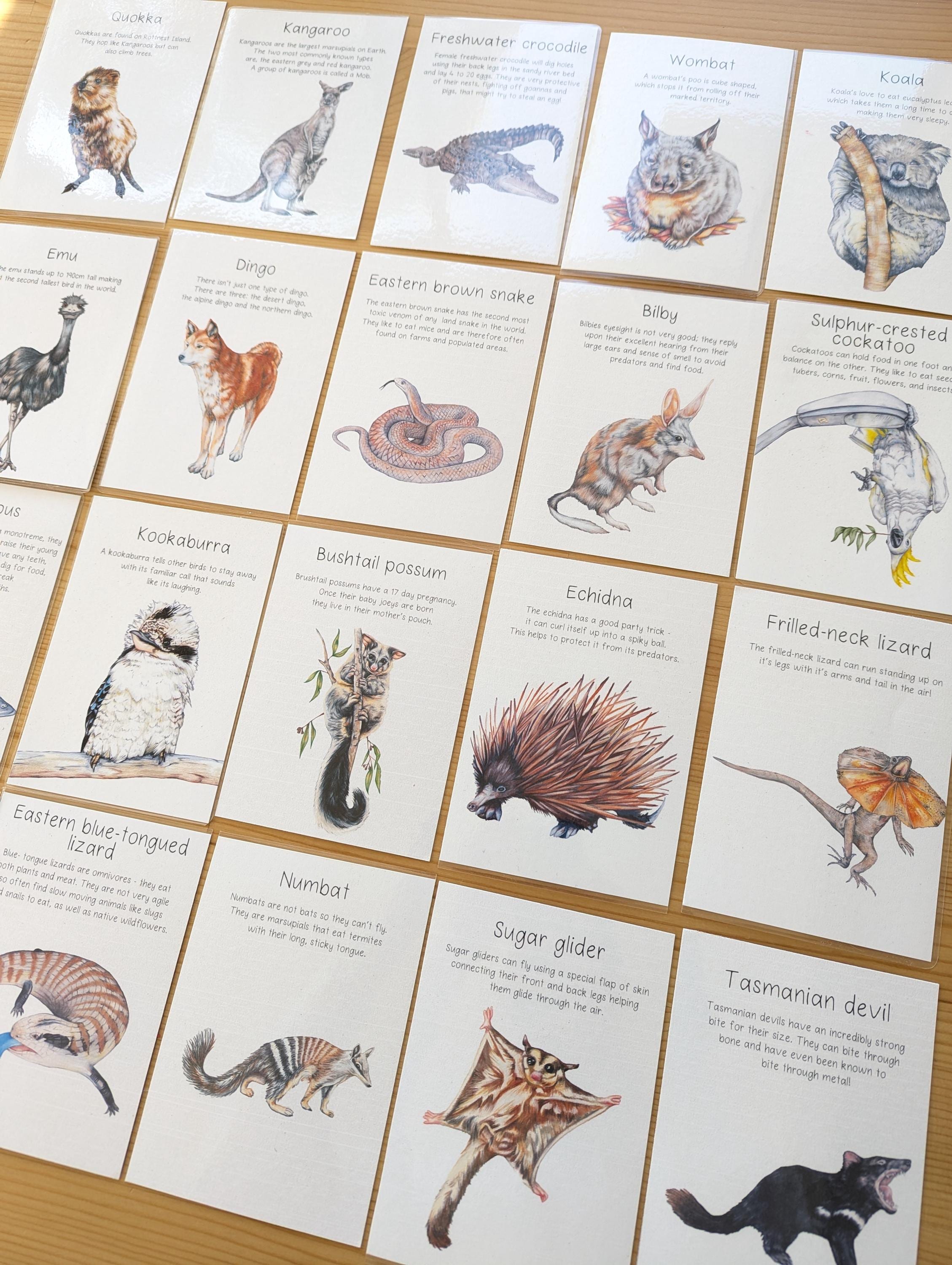 Australian Native Animal Flash Cards DIGITAL DOWNLOAD - Etsy