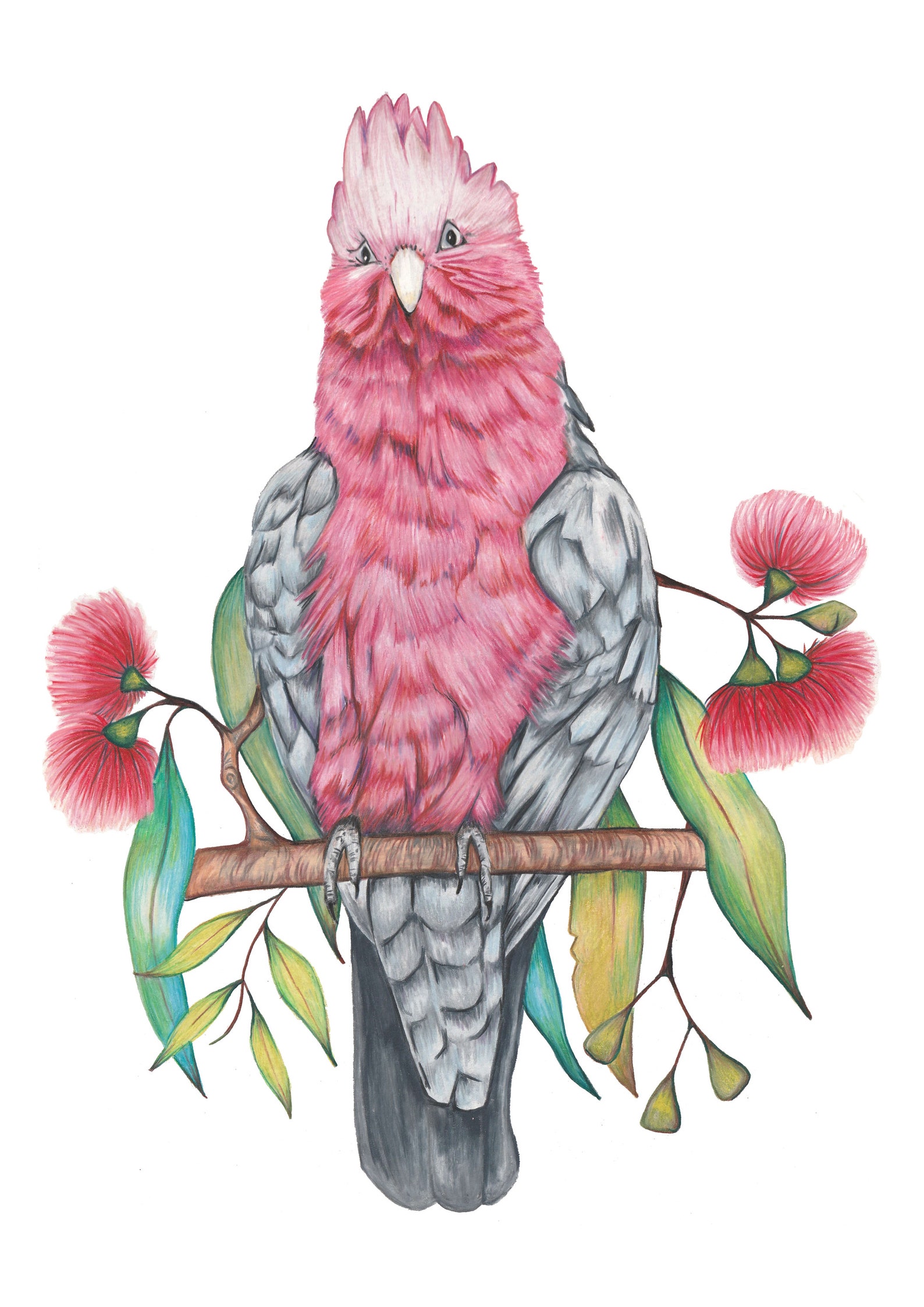 My Australian Native Bird Line Up Hand Drawn Illustrations | Etsy