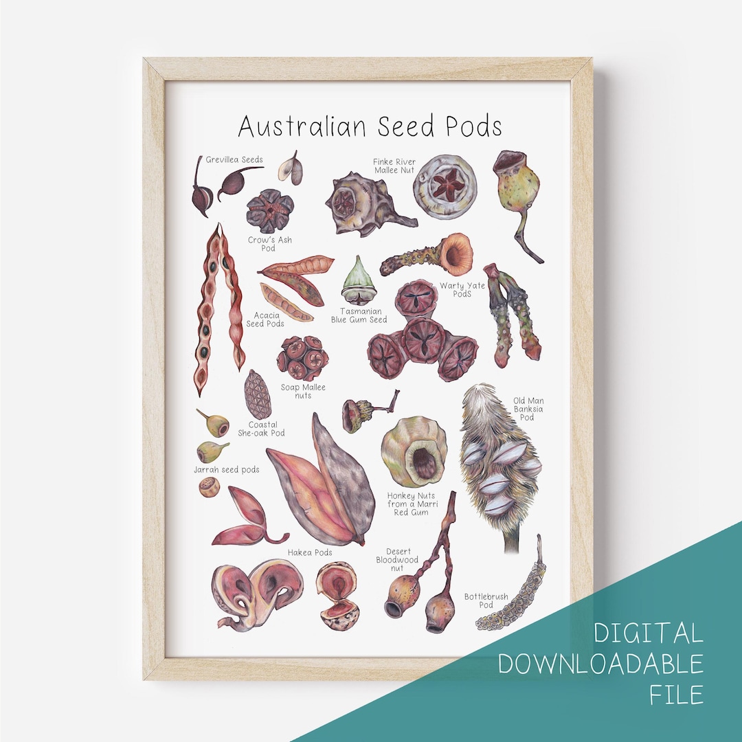 Australian Native Seed Pod Poster DIGITAL DOWNLOAD - Etsy