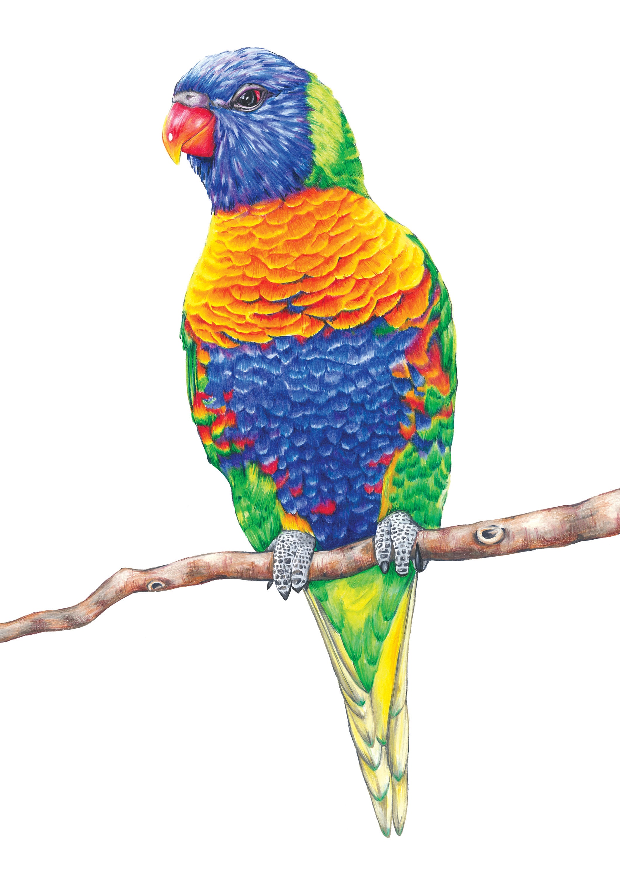 My Australian Native Bird Line Up Hand Drawn Illustrations | Etsy