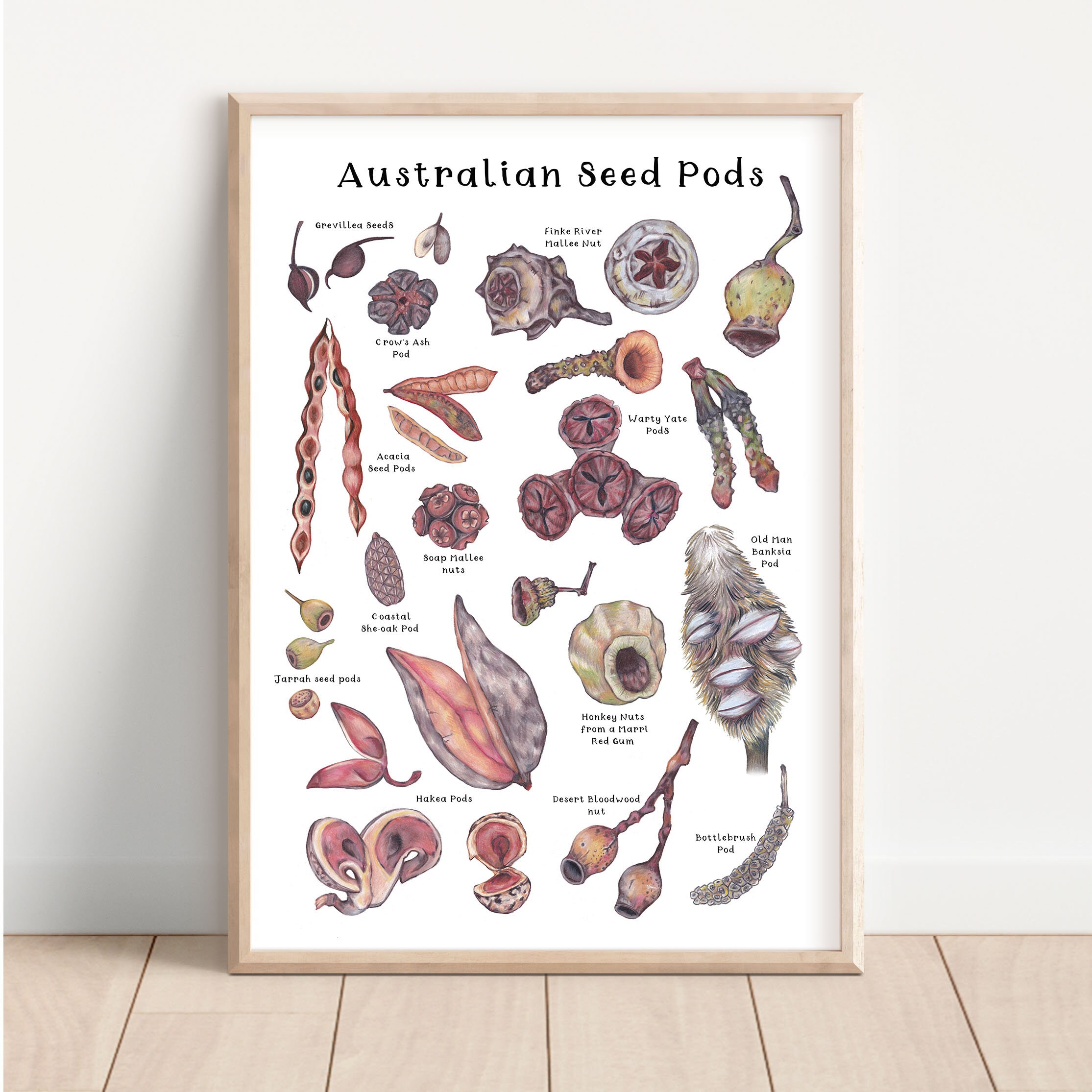 Australian Native Seed Pods Botanical Print Hand Drawn - Etsy Australia