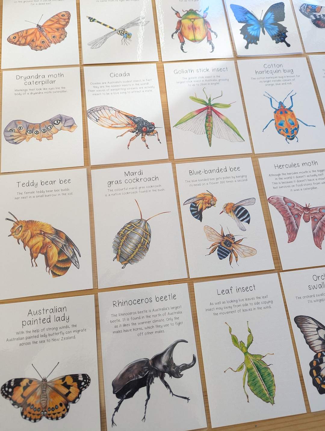 Australian Native Bugs and Insects Flash Cards DIGITAL DOWNLOAD - Etsy