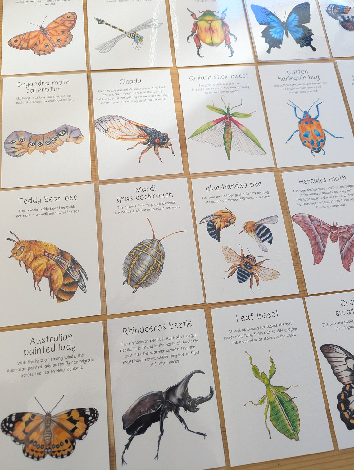 Australian Native Bugs and Insects Flash Cards DIGITAL DOWNLOAD - Etsy
