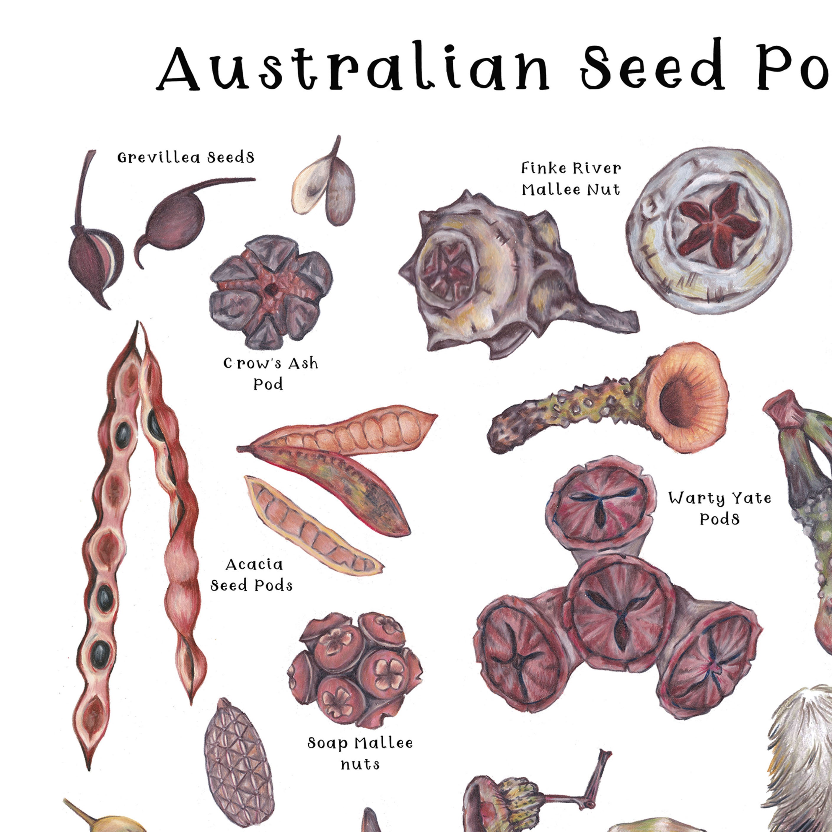 Australian Native Seed Pods Botanical Print Hand Drawn - Etsy Australia