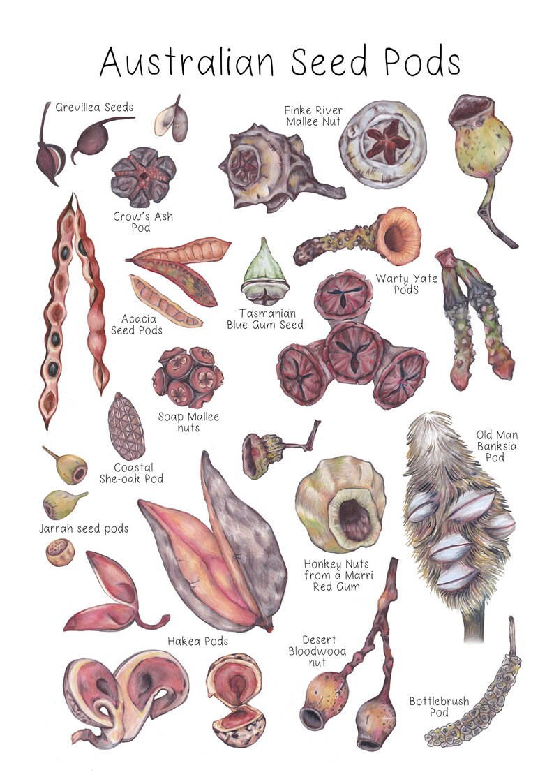 Australian Native Seed Pod Poster DIGITAL DOWNLOAD - Etsy