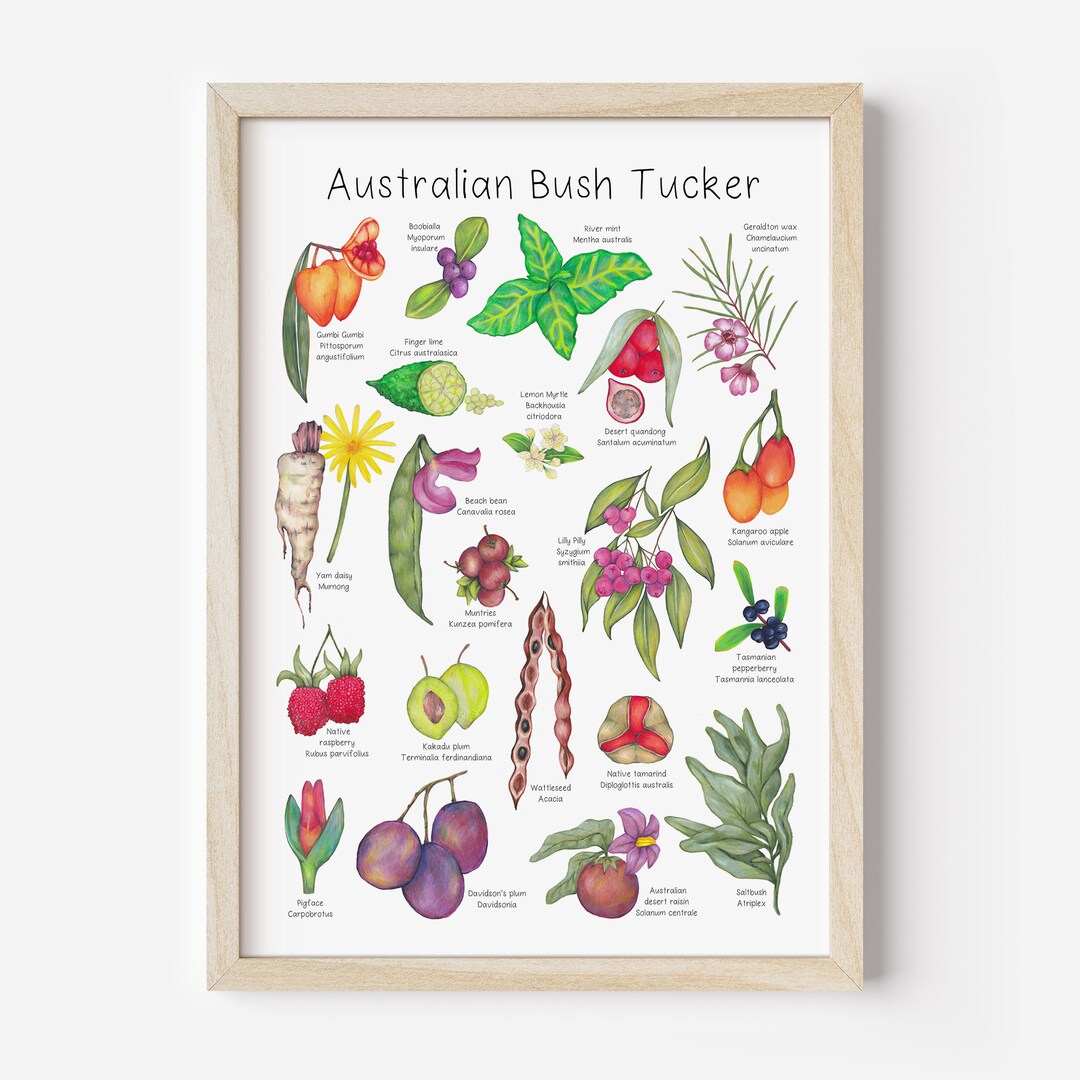 Australian Native Bush Tucker Poster DIGITAL DOWNLOAD - Etsy Australia