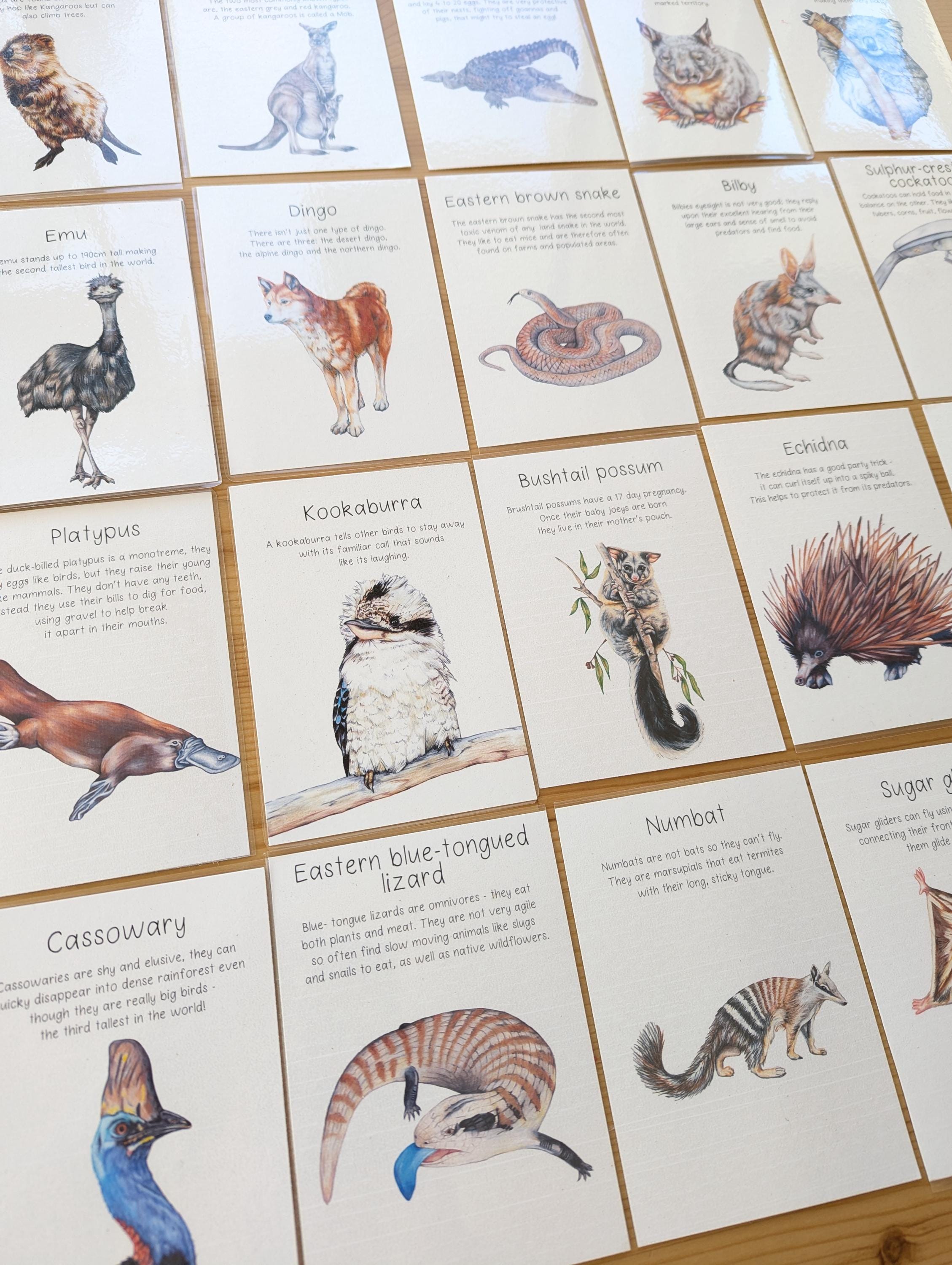 Australian Native Animal Flash Cards DIGITAL DOWNLOAD - Etsy