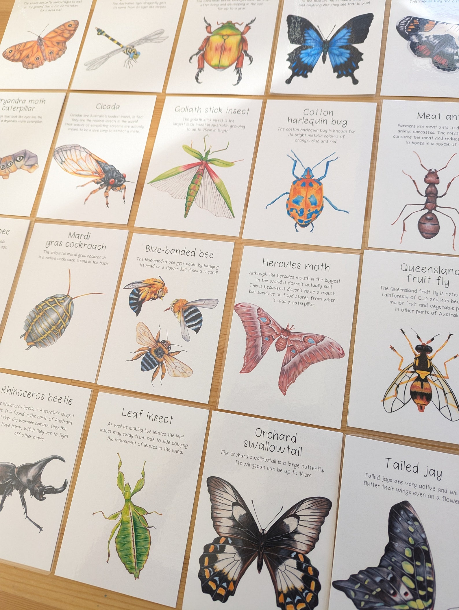 Australian Native Bugs and Insects Flash Cards DIGITAL DOWNLOAD - Etsy