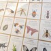 Australian Native Bugs and Insects Flash Cards DIGITAL DOWNLOAD - Etsy