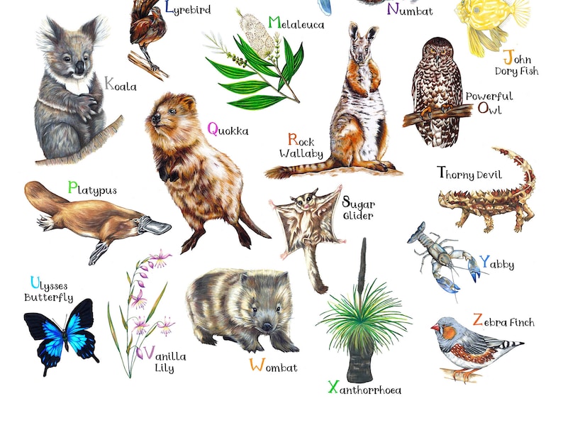 Australian Wildlife Alphabet Poster Hand drawn Aussie Animals | Etsy