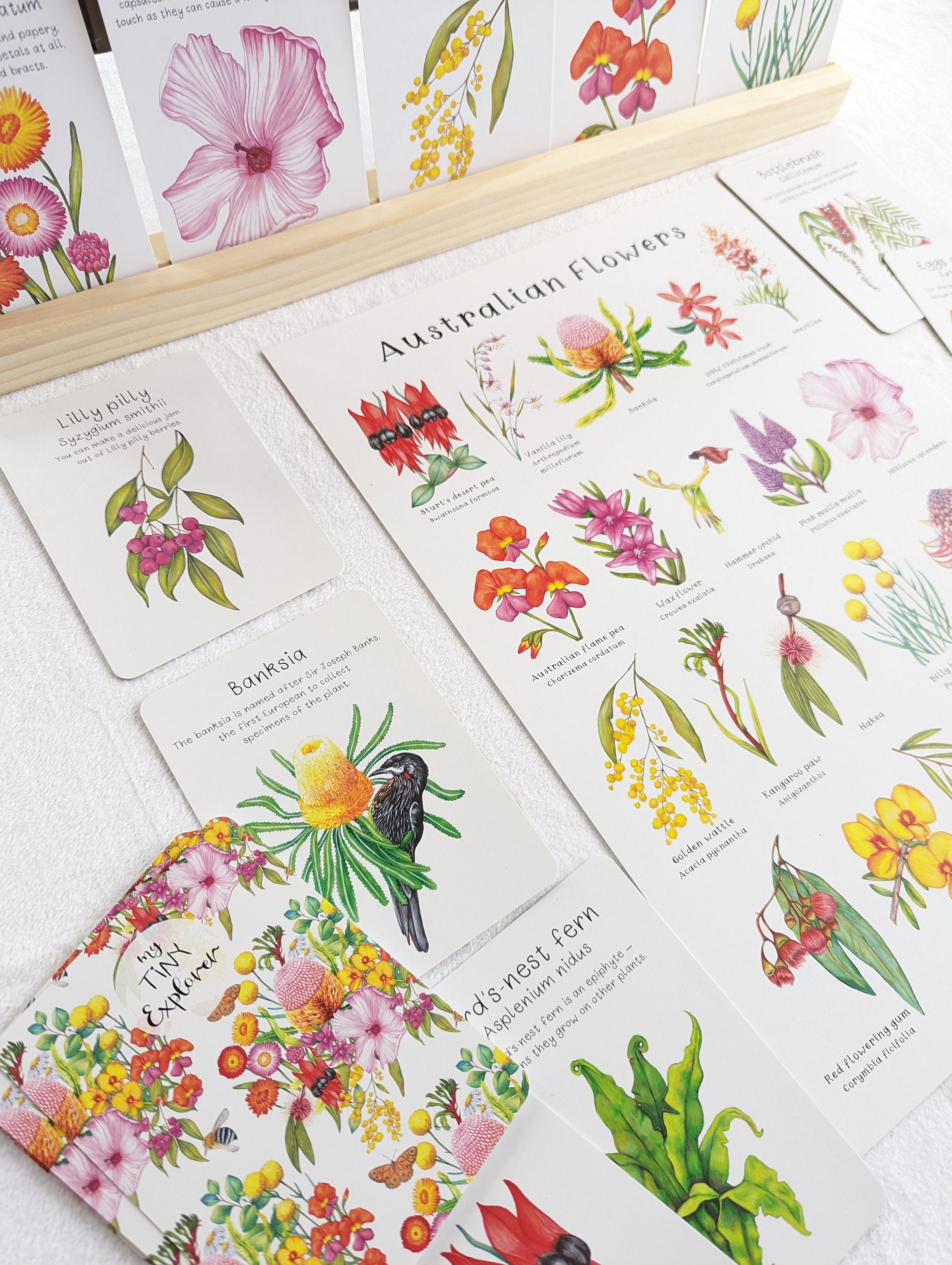 Australian Native Plant Flash Cards 20 in a Pack Fun Facts - Etsy Australia