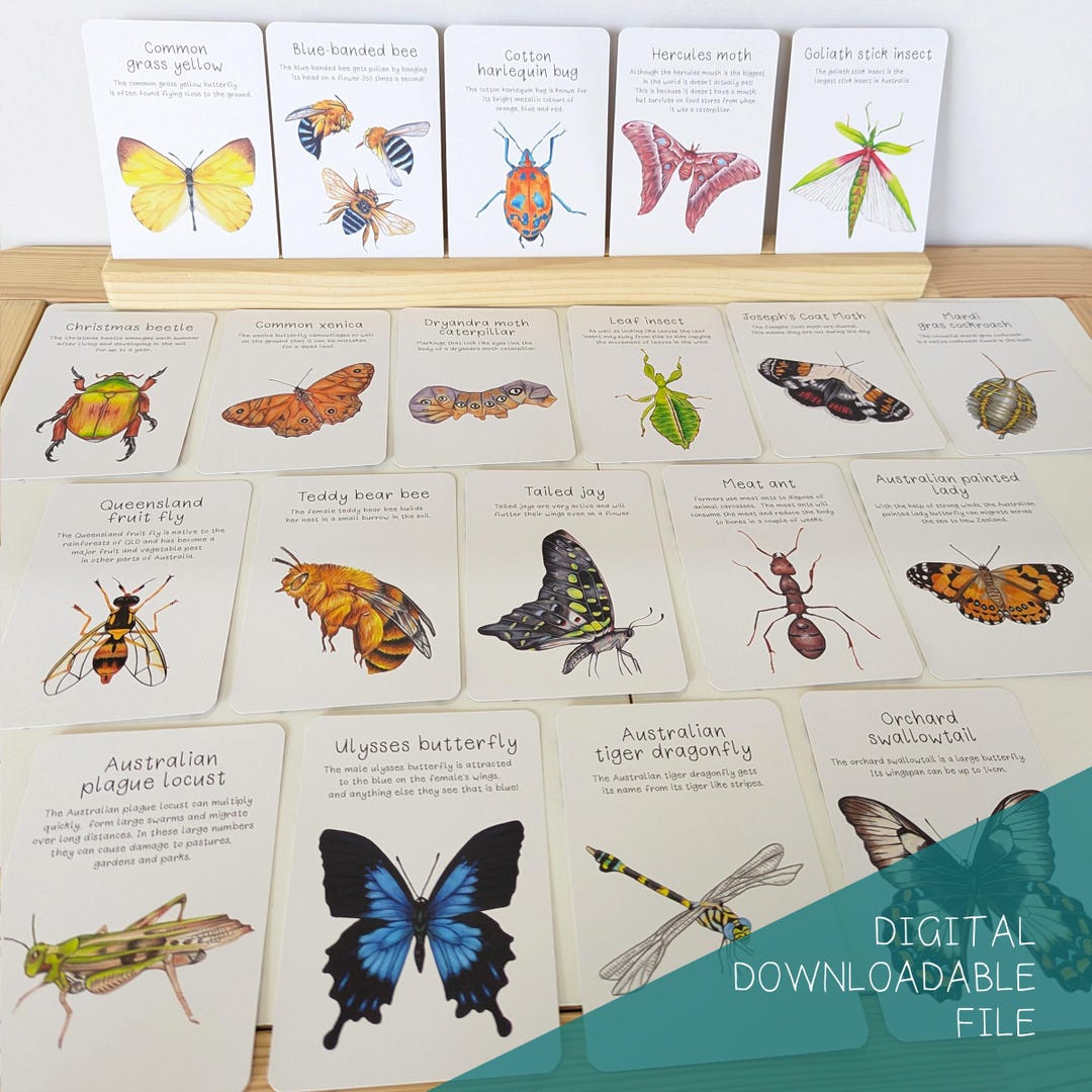 Australian Native Bugs and Insects Flash Cards DIGITAL DOWNLOAD - Etsy