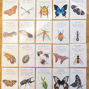 Australian Native Bugs and Insects Flash Cards DIGITAL DOWNLOAD - Etsy