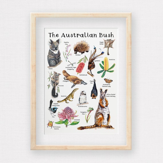 Australian Bush Wildlife Poster Hand-draw Aussie Animals & - Etsy