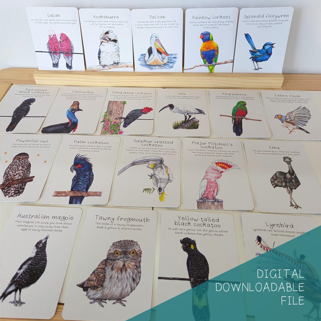 Australian Native Bird Flash Cards DIGITAL DOWNLOAD - Etsy Australia