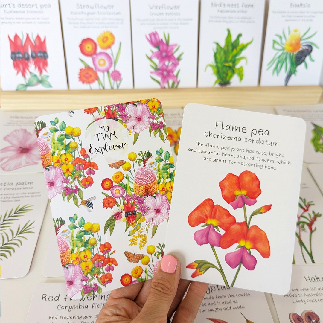 Australian Native Plant Flash Cards 20 in a Pack Fun Facts About Each ...