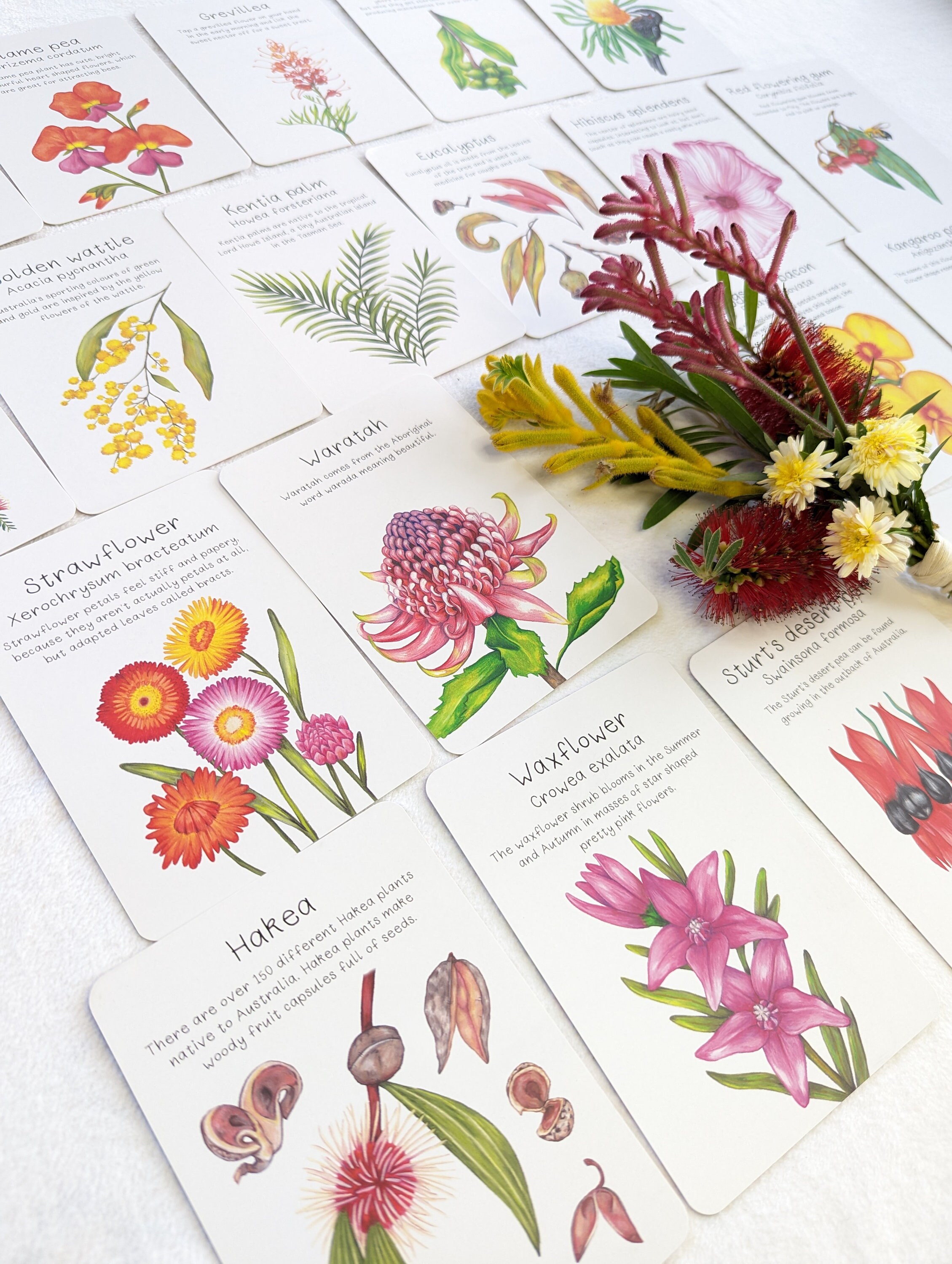 Australian Native Plant Flash Cards 20 in a Pack Fun Facts - Etsy Australia