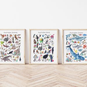 Australian Birds Poster, Native Wildlife, Hand-drawn, Kids Room ...