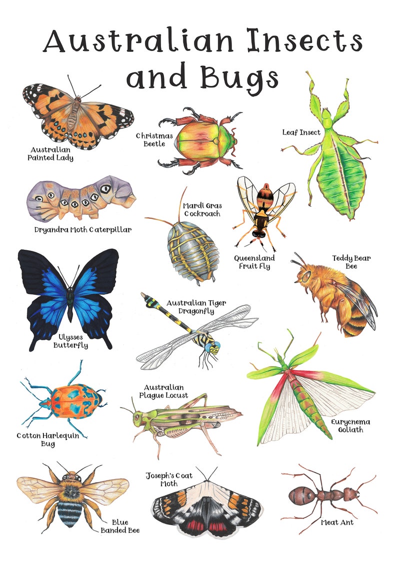 Wall and Stationery Stickers 16 Australian Native Insect and - Etsy ...