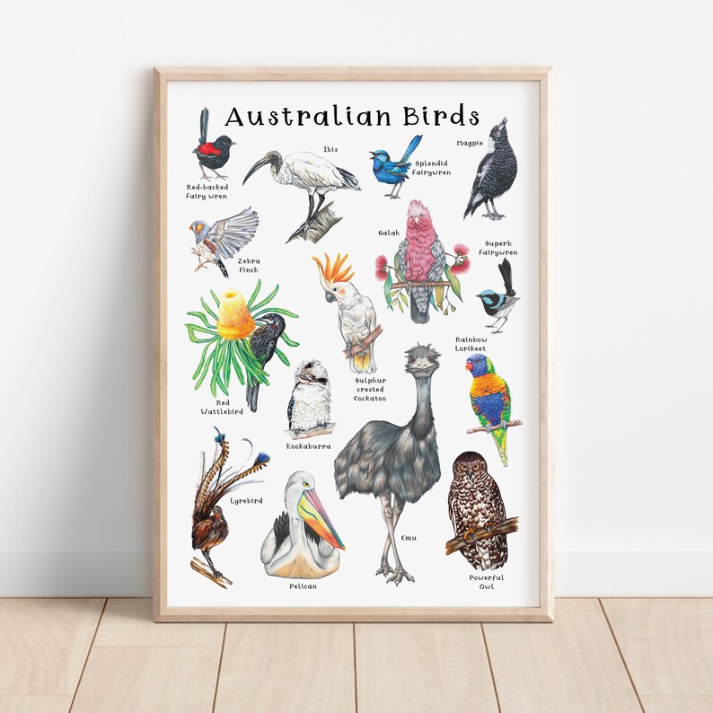 Australian Birds Poster Native Wildlife Hand-drawn Kids - Etsy Australia