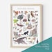 Australian Animal Poster DIGITAL DOWNLOAD - Etsy