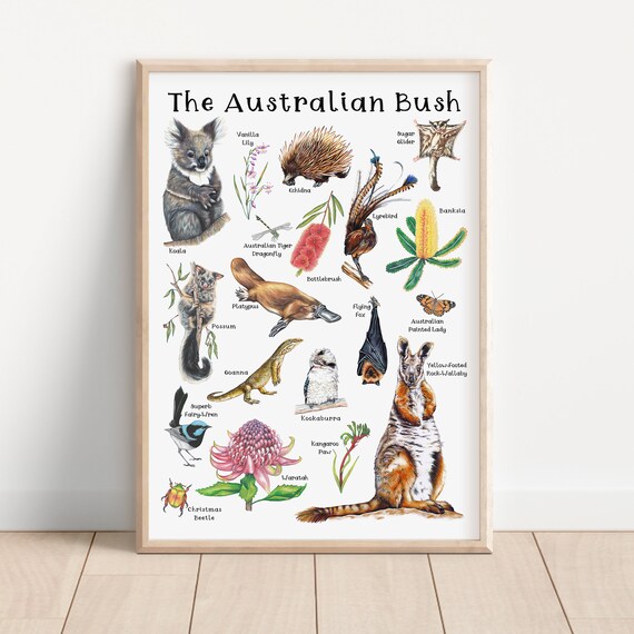 Australian Plants And Animals