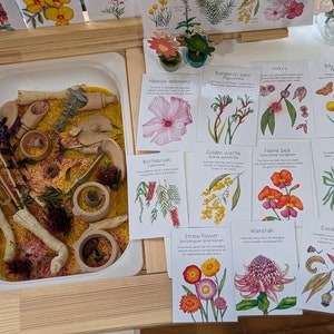 Australian Native Plants Flash Cards DIGITAL DOWNLOAD - Etsy Australia